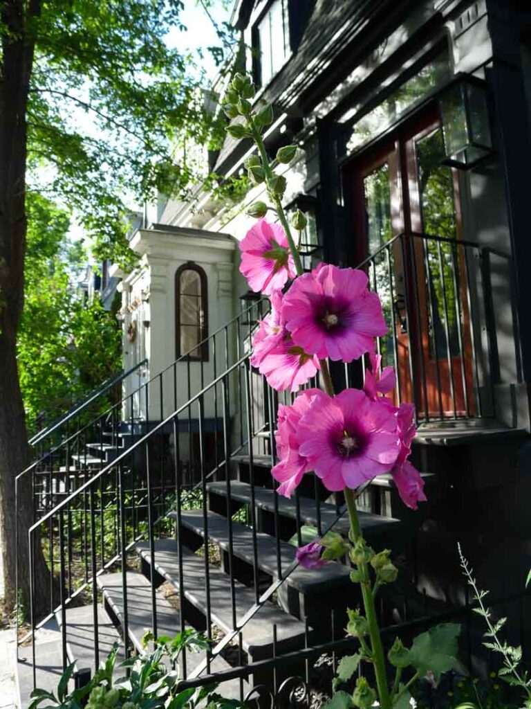 The Best Time to Visit Montreal: A Month-by-Month Guide