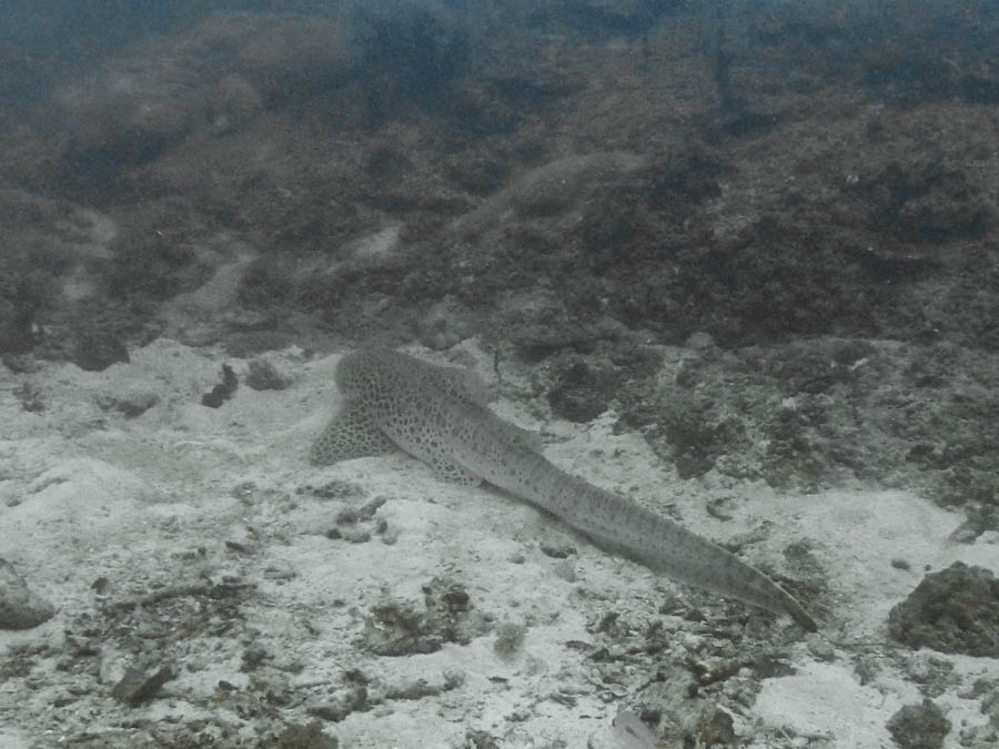 Koh Lanta diving: Some of the best in Thailand